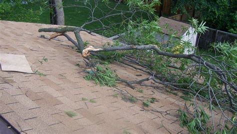 What To Do When A Tree Falls On Your Roof