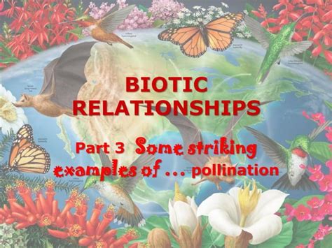 Biotic Relationships Part 3 Some Striking Examples Of Pollination Ppt