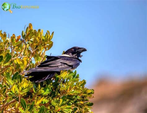 Pied Crow Corvus Albus Black And White Bird Bioexplorer
