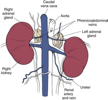 Surgery Of The Endocrine System Veterian Key