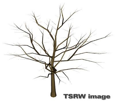 Simming In Magnificent Style Wider Tree Trunk With No Leaves
