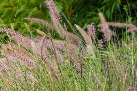 Tall Green Grass With Seed Pods Stock Image Image Of Nature Tall