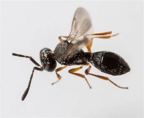Tiny Wasp Trimorus Bugguidenet