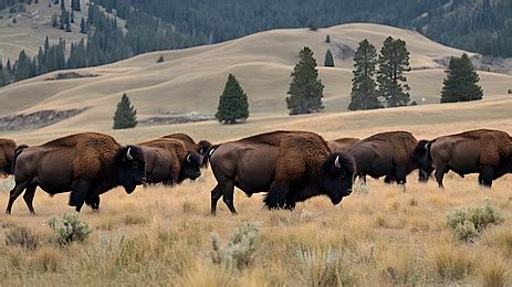 Majestic American Bison Herd Grazing In Rolling Grasslands Background