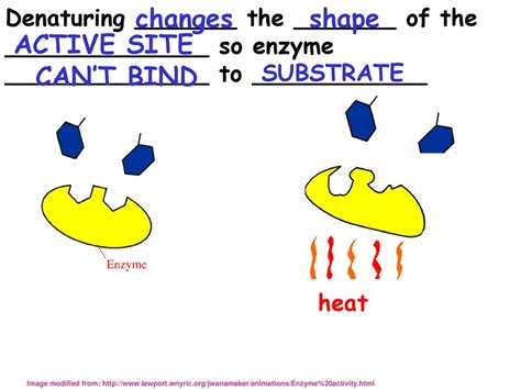 Enzymes Ppt Download