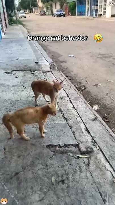 Funny Cat Fyp Youtube