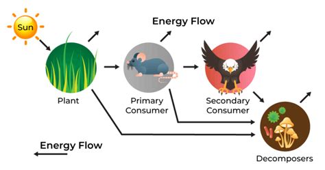 Energy Flow Biology Simple