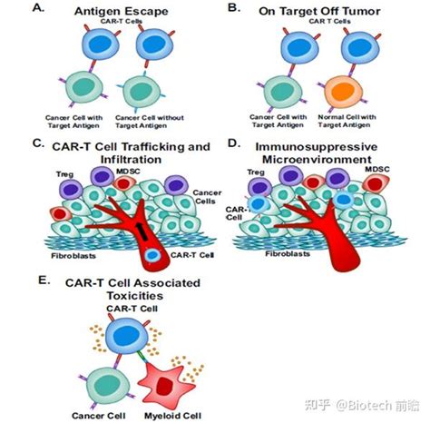 Car T与ipsc联手丨大规模生产通用型car T降低成本 知乎