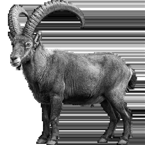 Animalhub Alpine Ibex Capra Ibex Facts Diet Habitat And More