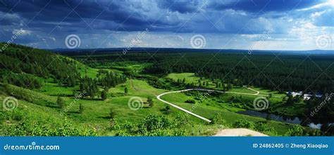 Spectacular Conifer Forest Stock Image Image Of Road 24862405