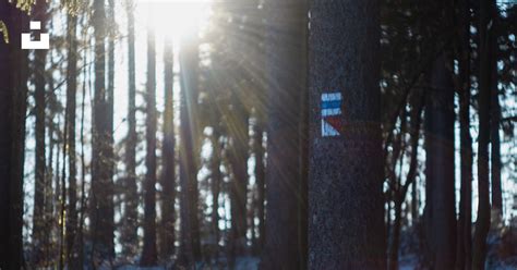 나무 사이로 들어오는 태양 광선 사진 Unsplash의 무료 체스코 이미지