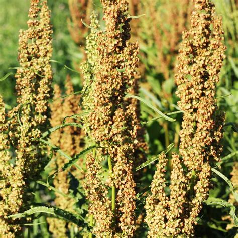 Sorrel Seed Garden Sorrel Herb Seeds