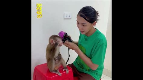 Monkey Pipi Caused Havoc At Home Youtube