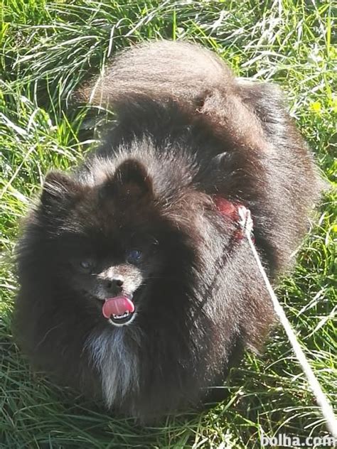 Mini špic Pomeranec