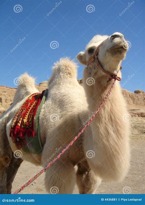 White Camel Stock Image Image Of Exotic Transportation 4436881
