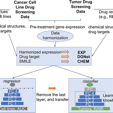 Workflow Of The Transfer Learning Model From Top To Bottom Download Scientific Diagram
