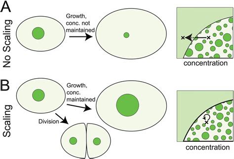 Phase Transitions And Size Scaling A Growth Of A Cell Without The Download Scientific
