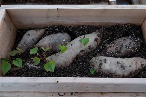How To Grow Sweet Potato Slips The Seasonal Homestead
