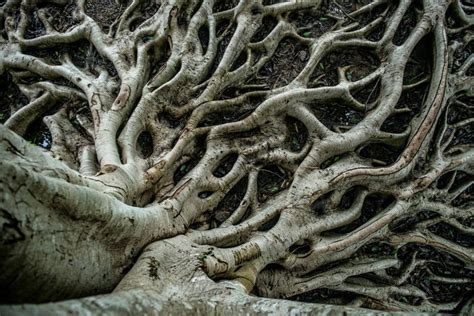 Why Root Nodules Are Important In The Nitrogen Cycle Master Hi Technology