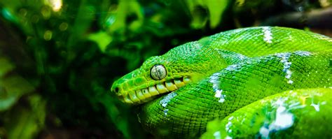 Python Snake Wallpapers Wallpaper Cave