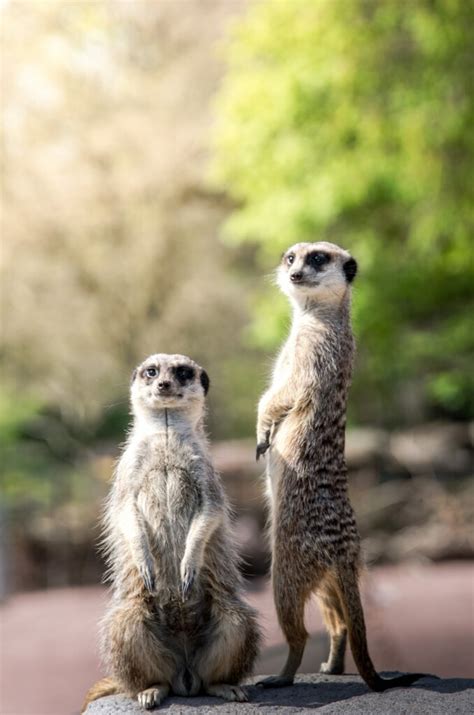 400 Best Names For Meerkat Name Generator And Ideas Fluentslang
