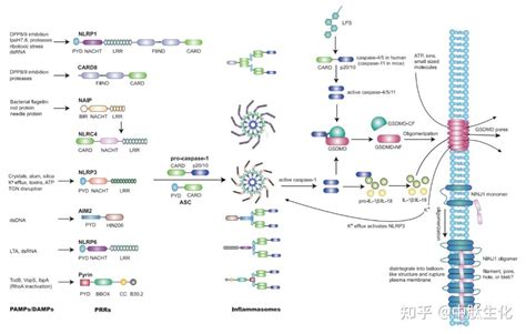 Mol Cell：王晓东团队综述细胞凋亡、坏死性凋亡、焦亡和铁死亡的生化通路 知乎