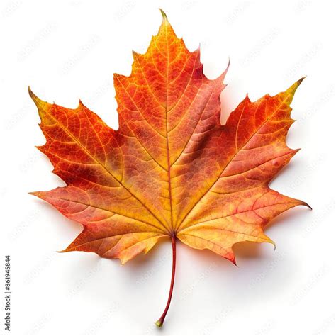 Best 13 Autumn Png Clipart Maple Leaf Set Of 5 Images Etsy Uk Artofit