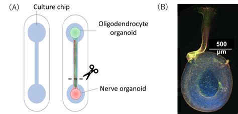 3d Super Resolution Imaging Of Myelin Structure In Human Ipsc Derived