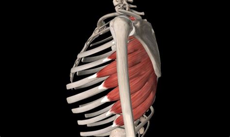 수원필라테스강사 홍쌤 근육공부 이야기 전거근 약해지면 날개뼈가 떠요~ 네이버 블로그