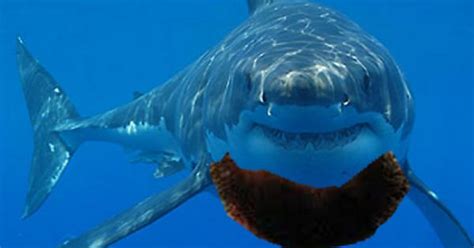 Shark With A Neckbeard Imgur