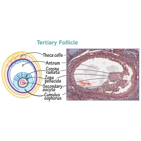 Tertiary Follicle Histology