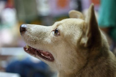 真摯 致 人類最好的朋友 為「牠」拍出真摯情感 Digiphoto