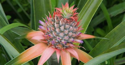 Why Is It Illegal To Grow Pink Pineapples At Home