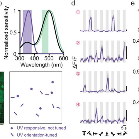 Pdf Neuronal Representation Of Ultraviolet Visual Stimuli In Mouse Primary Visual Cortex