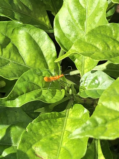 Assassin Or Leaf Footed Bug Bloominthyme