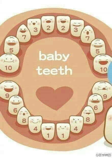 صورة بتوضح ترتيب ظهور أسنان صيدلية د مصطفى أسامة عطا