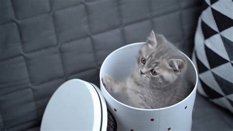 容易给猫误解的几种行为 Youtube