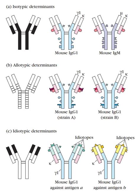 Antibody Definition Structure Function Types Difference Between