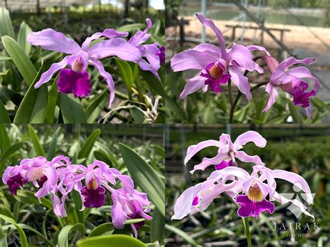 Orchid Farm Jairak Orchid Growth By Heart
