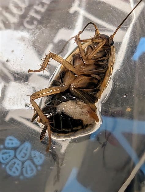 Cockroach Guts Rcockroaches