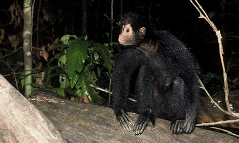 Mono Araña De La Selva Tropical El Frágil Lazo Entre Los Monos