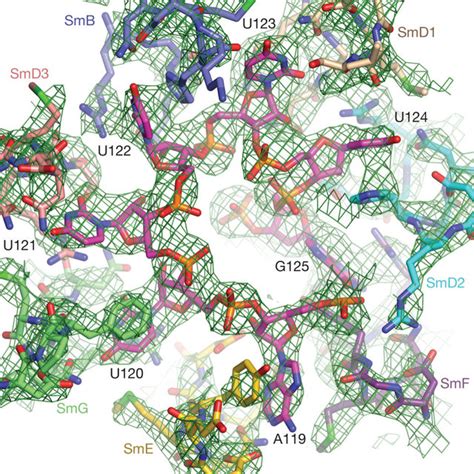 Assembled U4u6 Snrnp Accumulates In Cajal Bodies After Hprp22 And