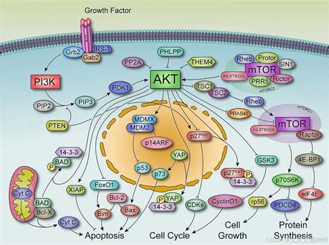Akt通路示意图大山谷图库