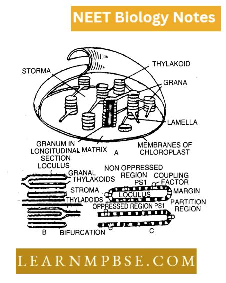 NEET Biology Notes Cell The Unit Of Life Learn MPBSE