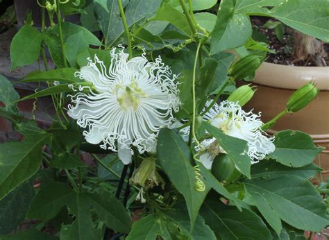 Maypop And Asparagus Beautiful And Edible