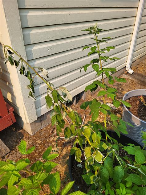 Raspberry Cane Drying Up Update R Plantclinic