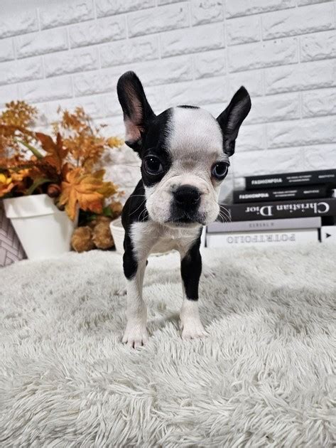 보스턴테리어우스 강아지책임분양 컴투펫케어센터