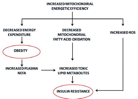 Summary Of The Metabolic Implications Of The Increased Mitochondrial Download Scientific