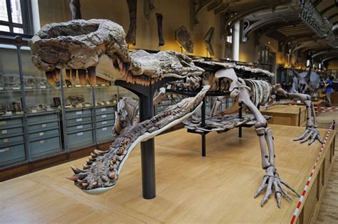 Mega Croc Scute Sarcosuchus Fossil Collectible Specimen Mini Museum