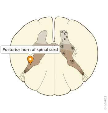 Posterior Horn Of Spinal Cord E Anatomy Imaios